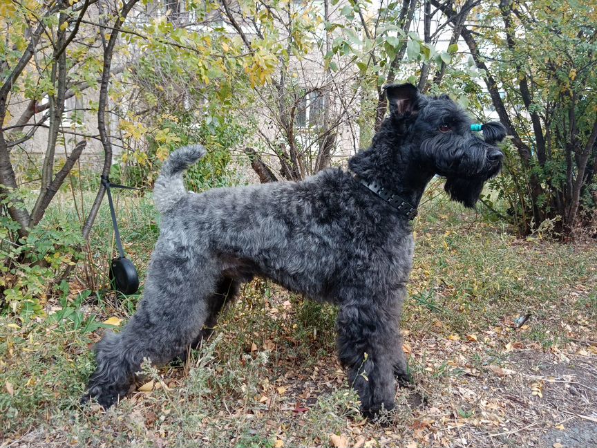 Керри Блю Терьер