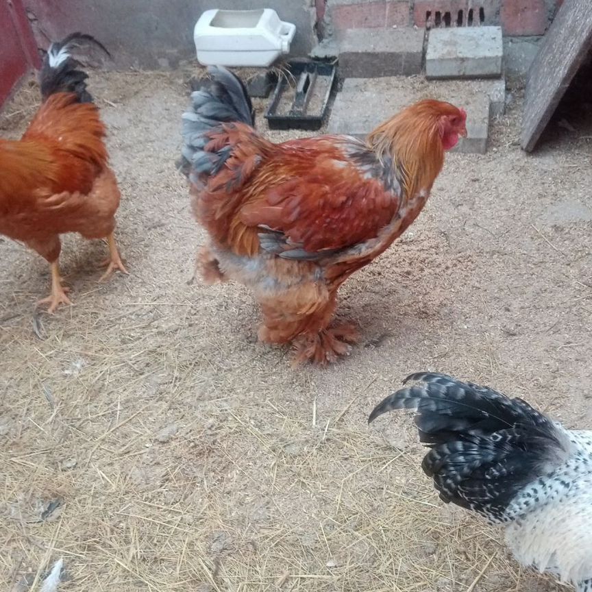 Куры домашние