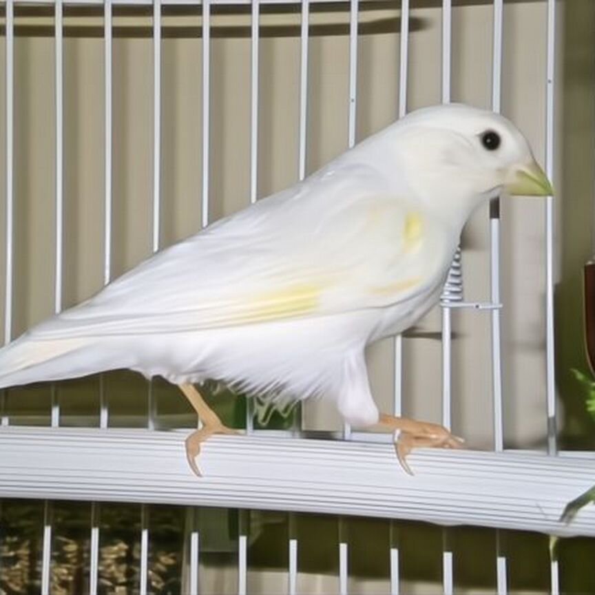 Кенар поющий