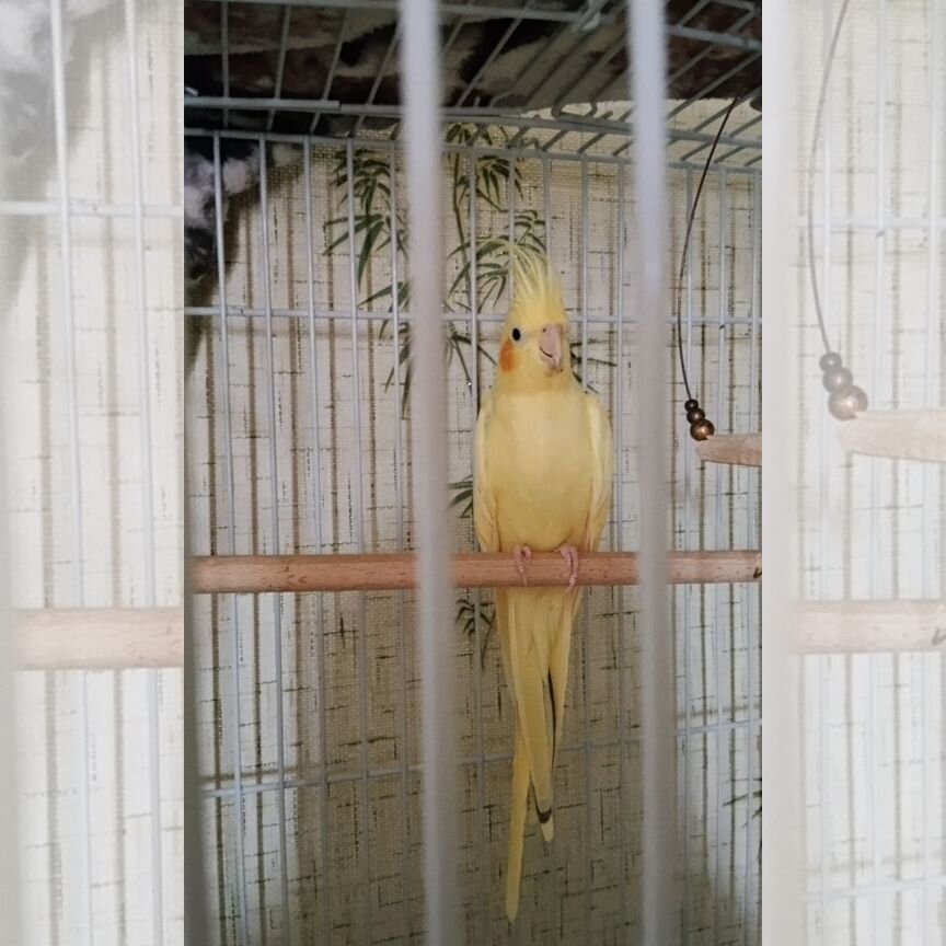 Попугай корелла с клеткой