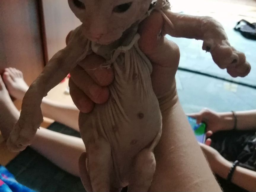 Канадский сфинкс котенок мальчик