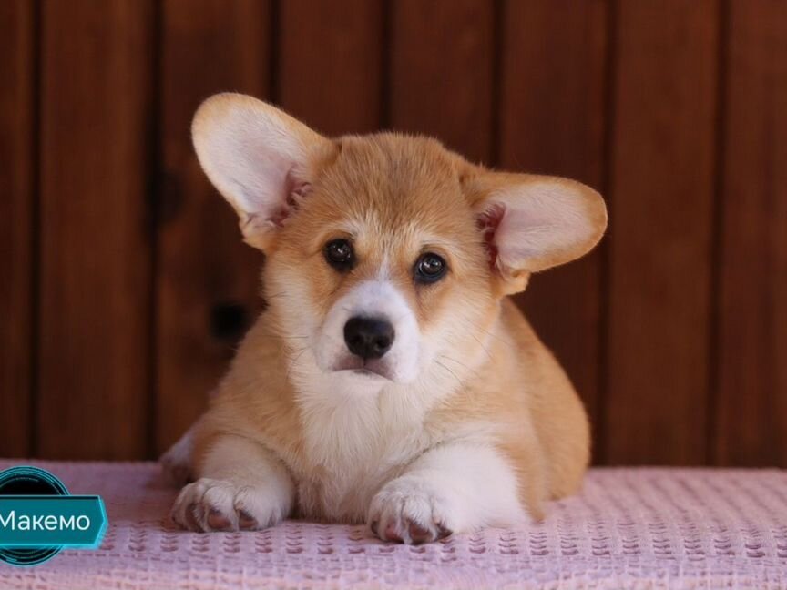 Вельш-корги пемброк