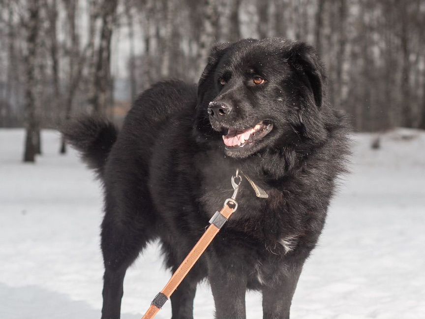 Добродушный Атос ищет дом