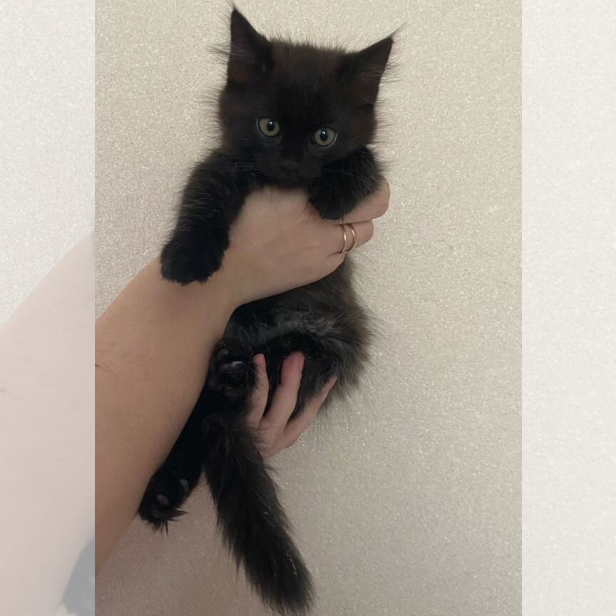 Котята в добрые руки даром