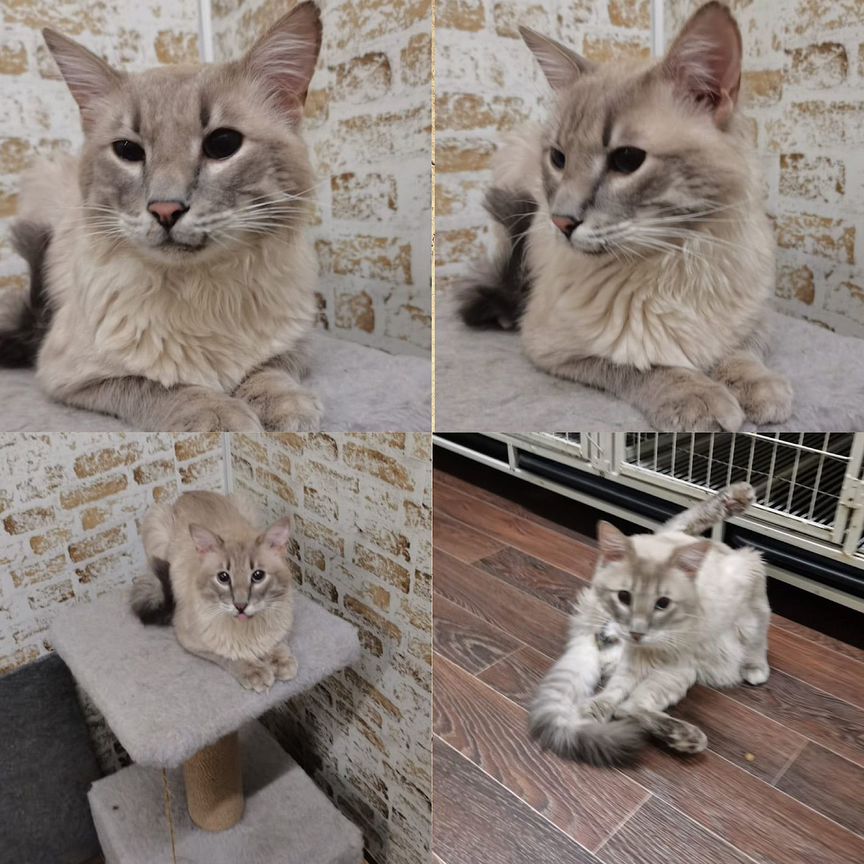 Котик в семью