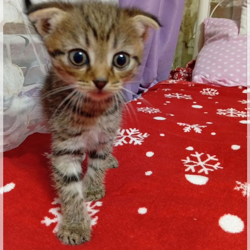 Шотландский вислоухий длинношёрстный котёнок