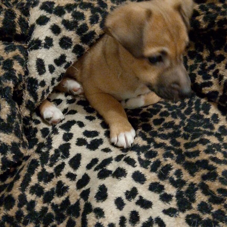 Джек рассел