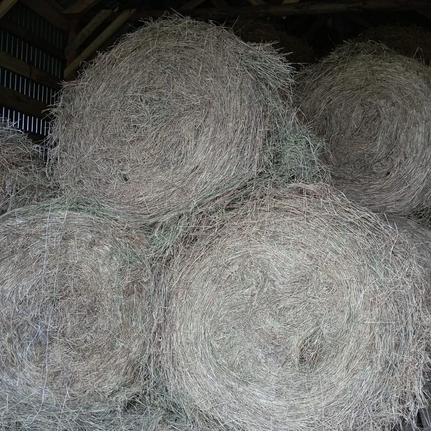 Продаю сено в рулонах. Оптом
