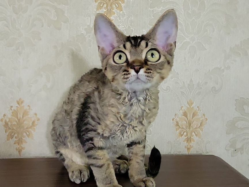 Котенок девочка Девон Рекс