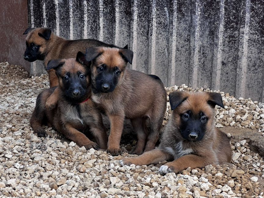 Щенки бельгийской овчарки малинуа