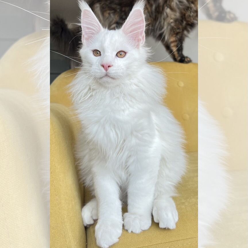 Мейн-кун котёнок