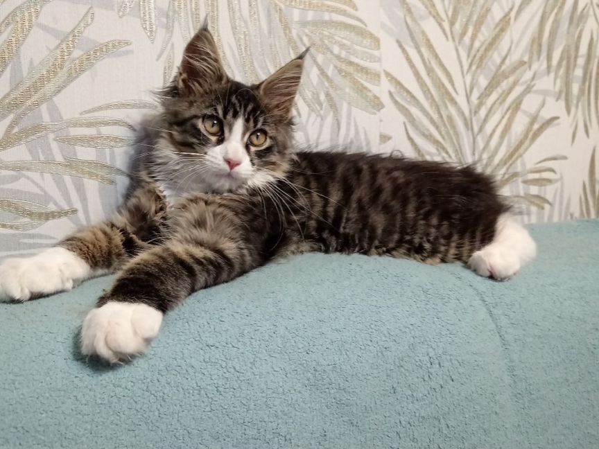 Котик Мейн-кун мальчик 3.5 месяца