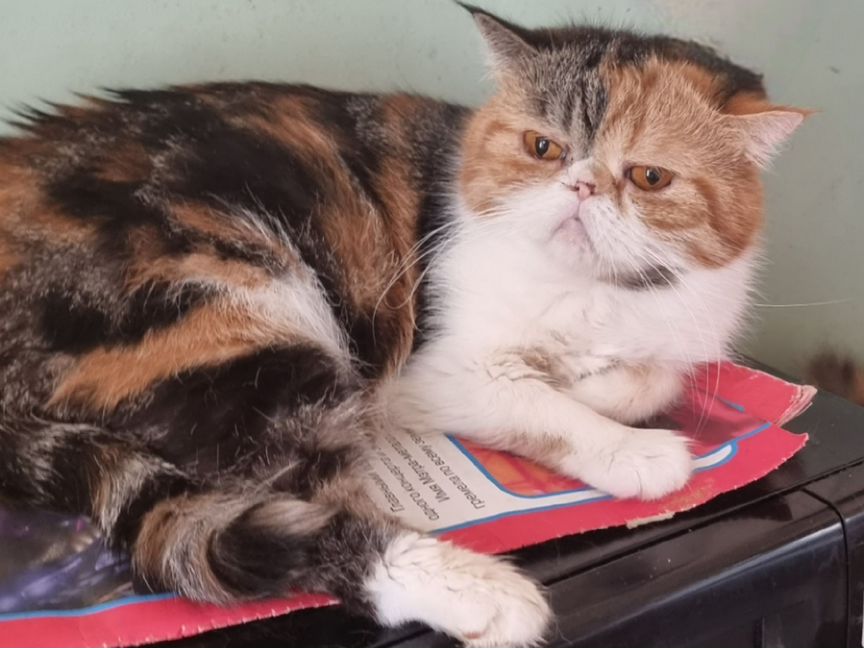 Экзотическая трехцветная кошечка