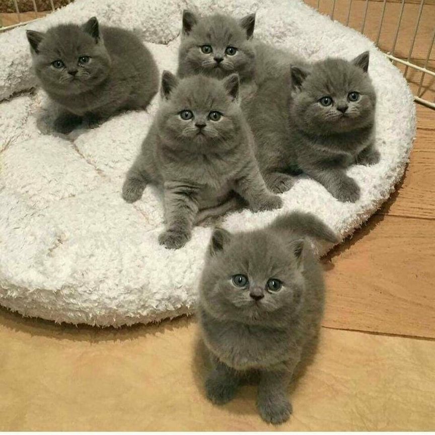 Британские котята