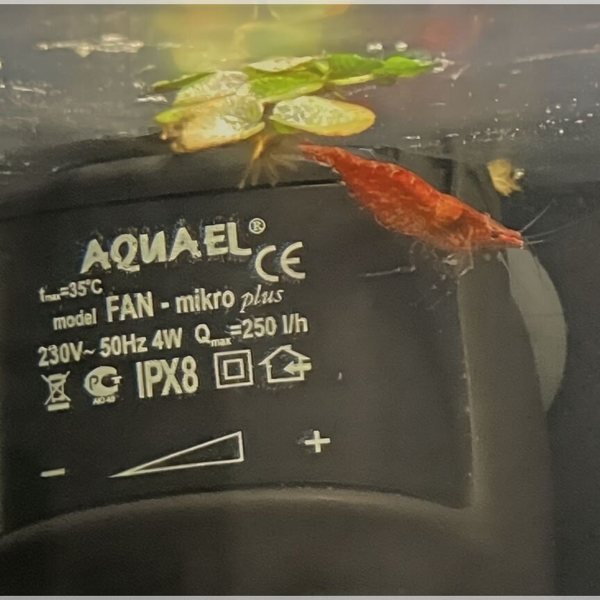 Креветки вишня