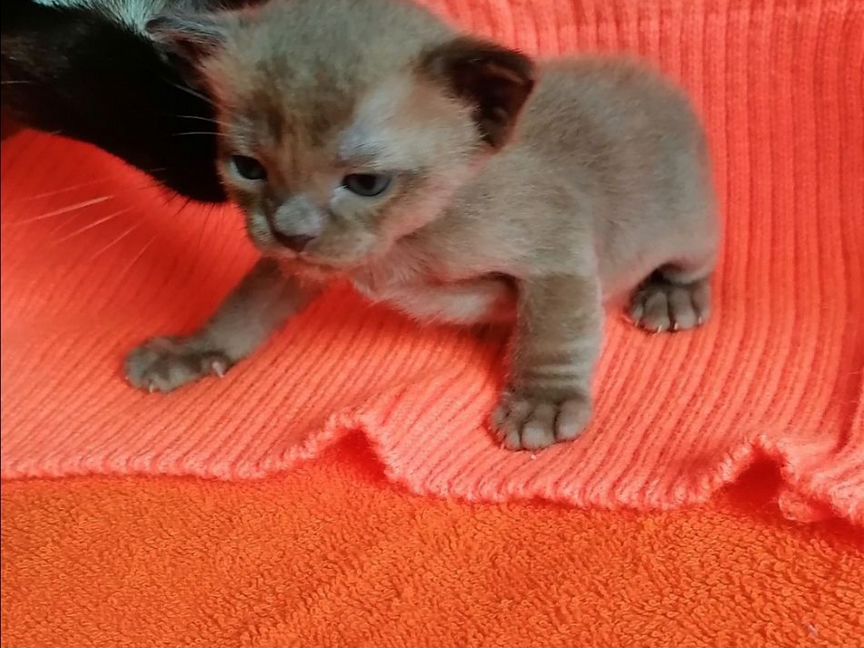 Бурманские котята