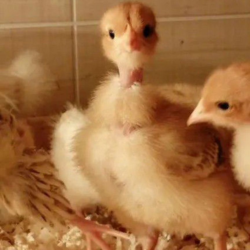 Цыплята голошейки