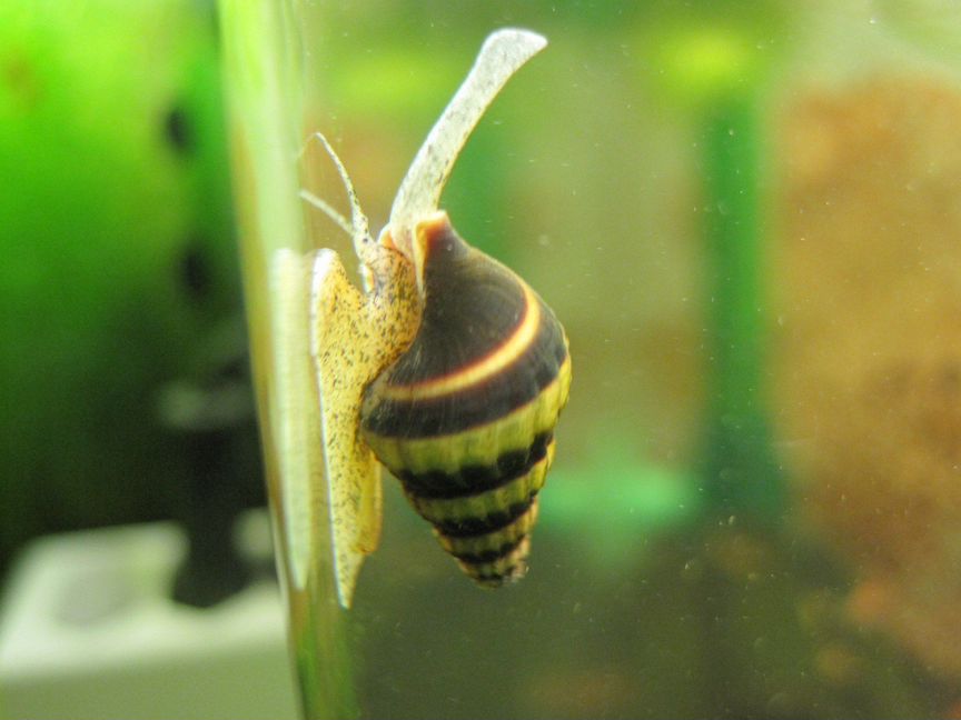 Улитки хилена