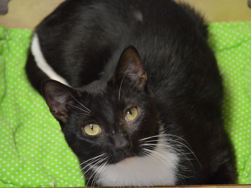 Кошки в добрые руки