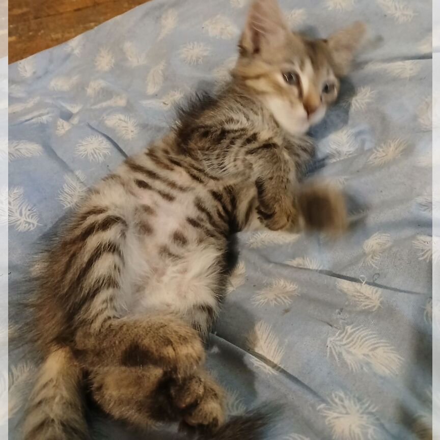 Котенок