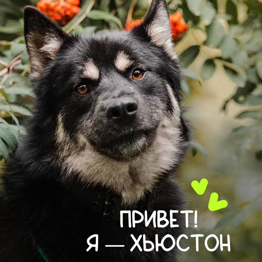 Взрослая собака в добрые руки