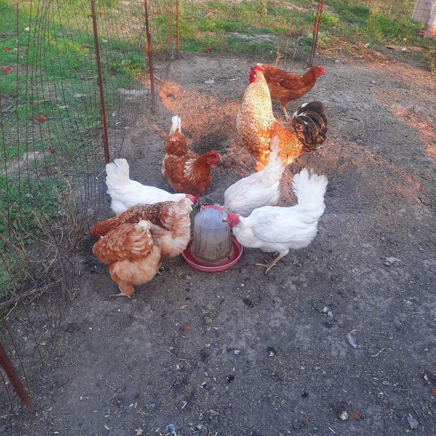 Куры несушки продам