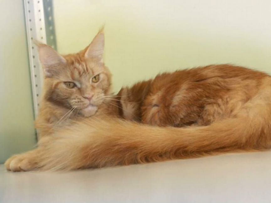 Котята мейн-кун