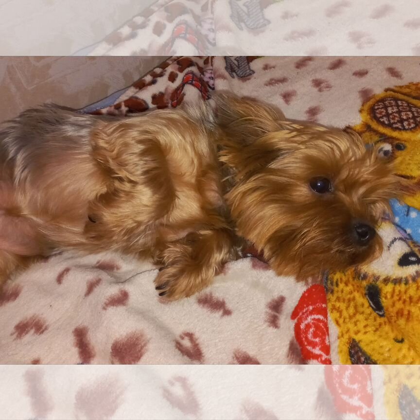 Йоркширский терьер, взрослая собака