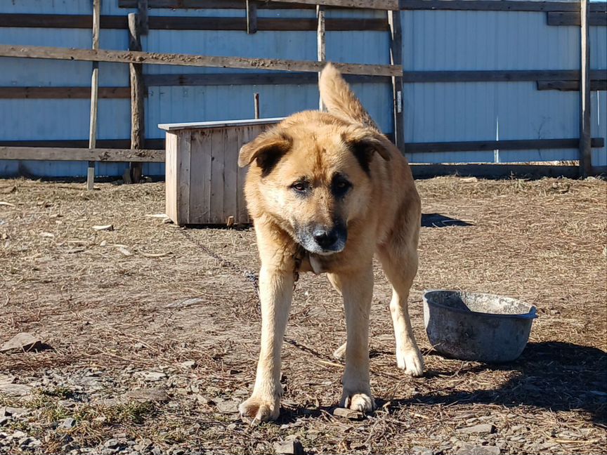 Охрана двора