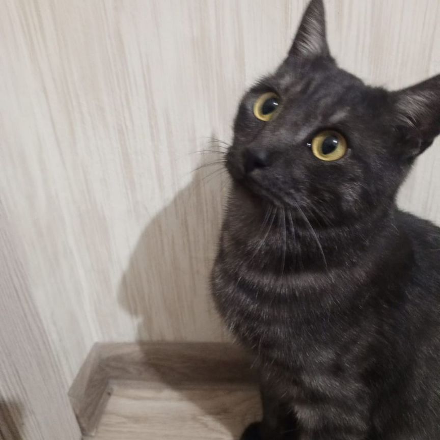 Шикарный котик