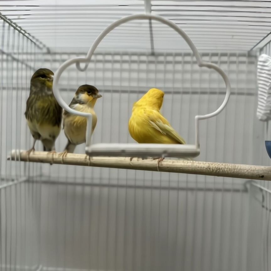 Канарейка ассорти