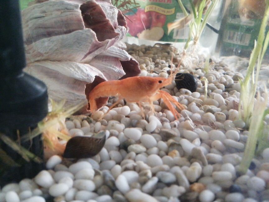 Рак аквариумный