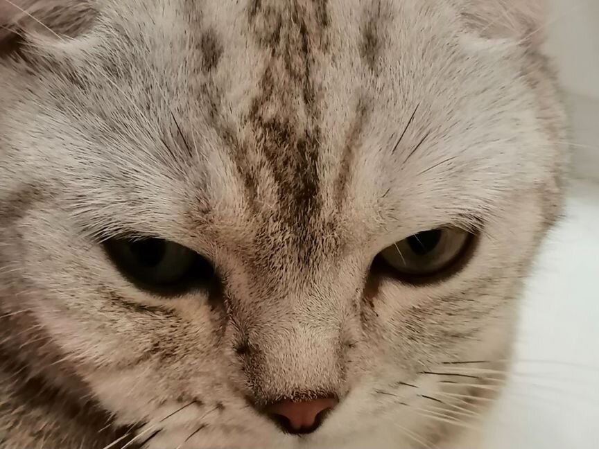 Кот Лео