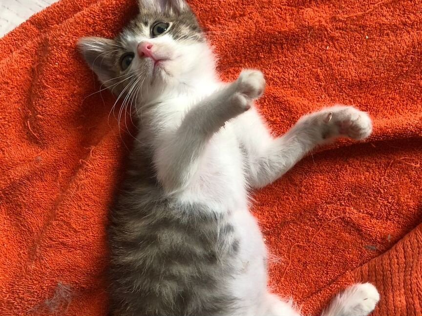 Котенок мальчик 2,5 месяца