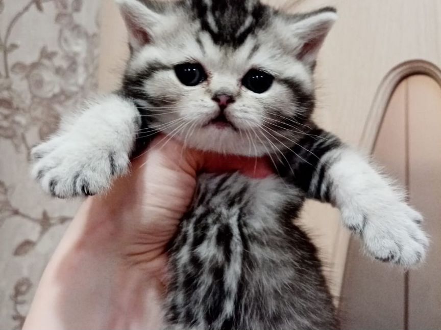 Шиншилловые красивые плюшки