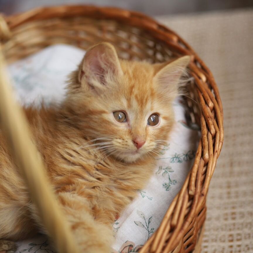 Кошка