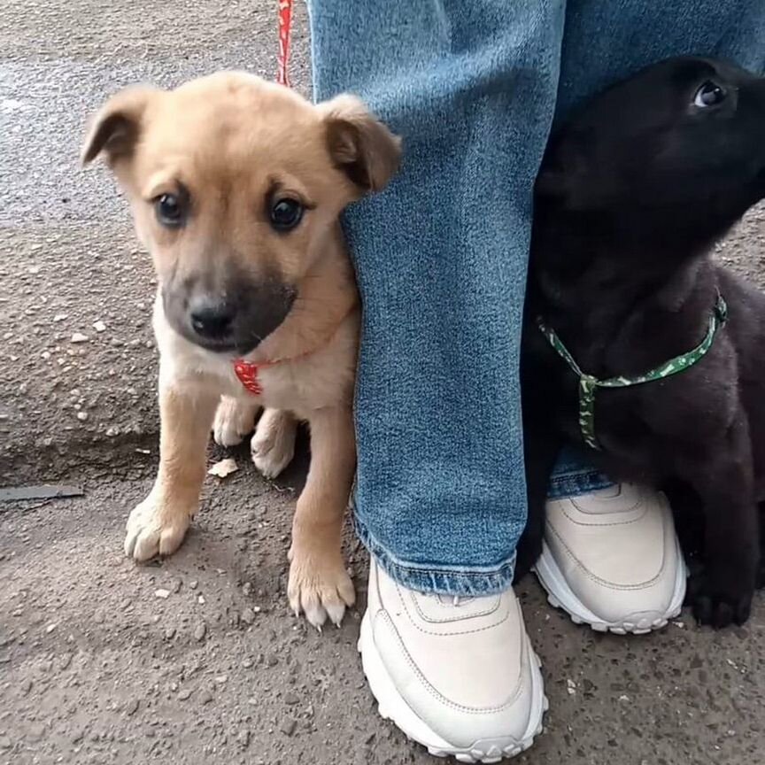 Мальчишки в дар