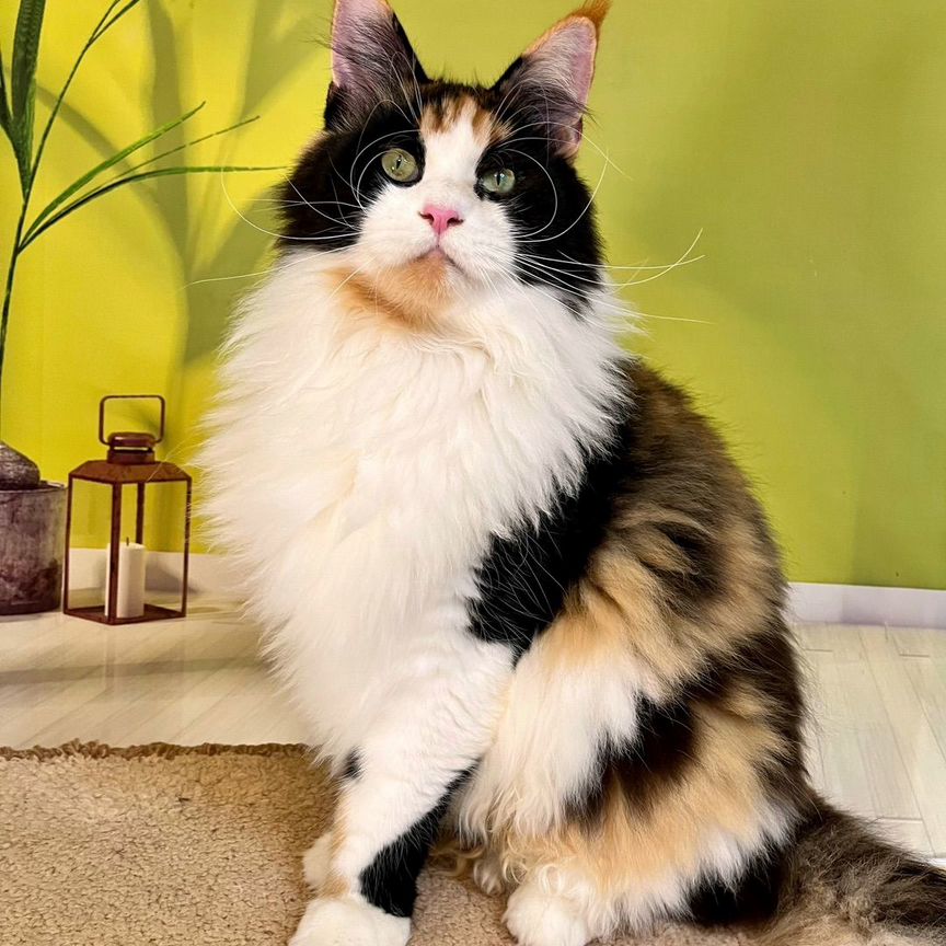 Мейн кун кошка в любимцы