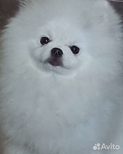 Шпиц