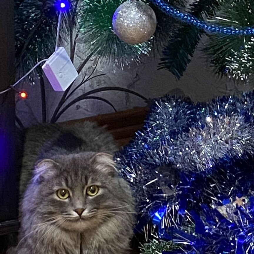 Кот в добрые руки