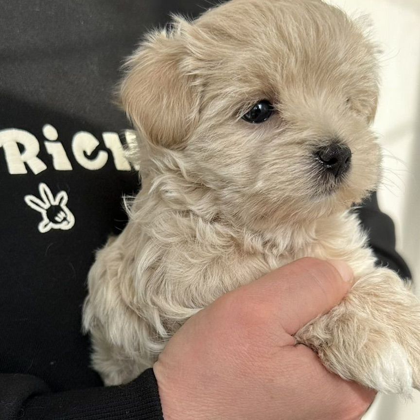 Мальтипу, щенок