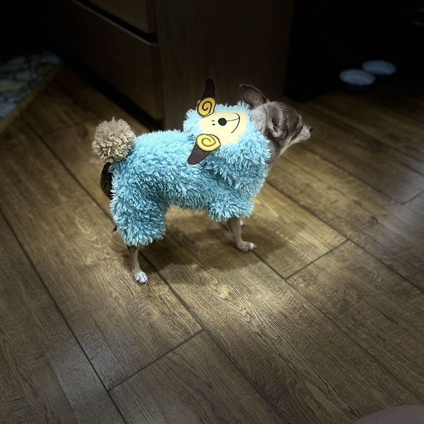 Одежда для маленьких собак