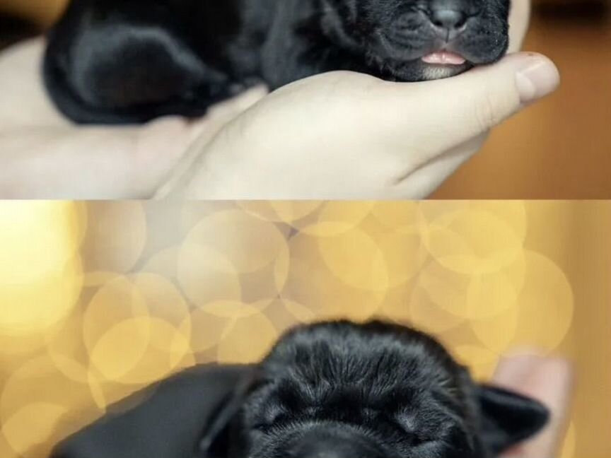 Попутчик щеночку