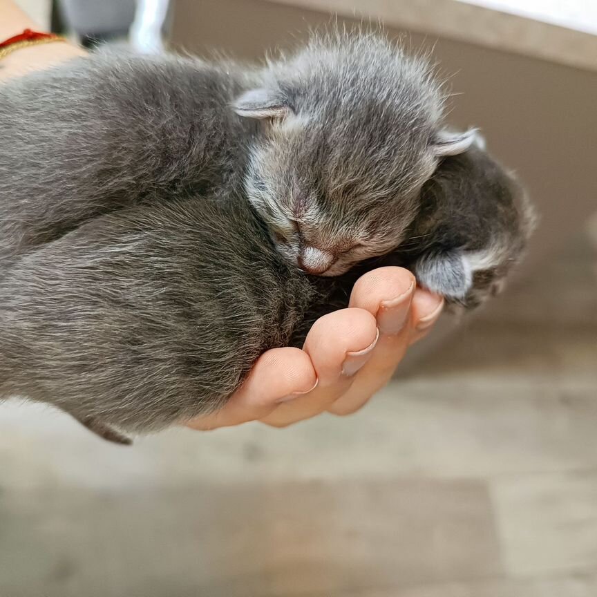 Котенок Котята