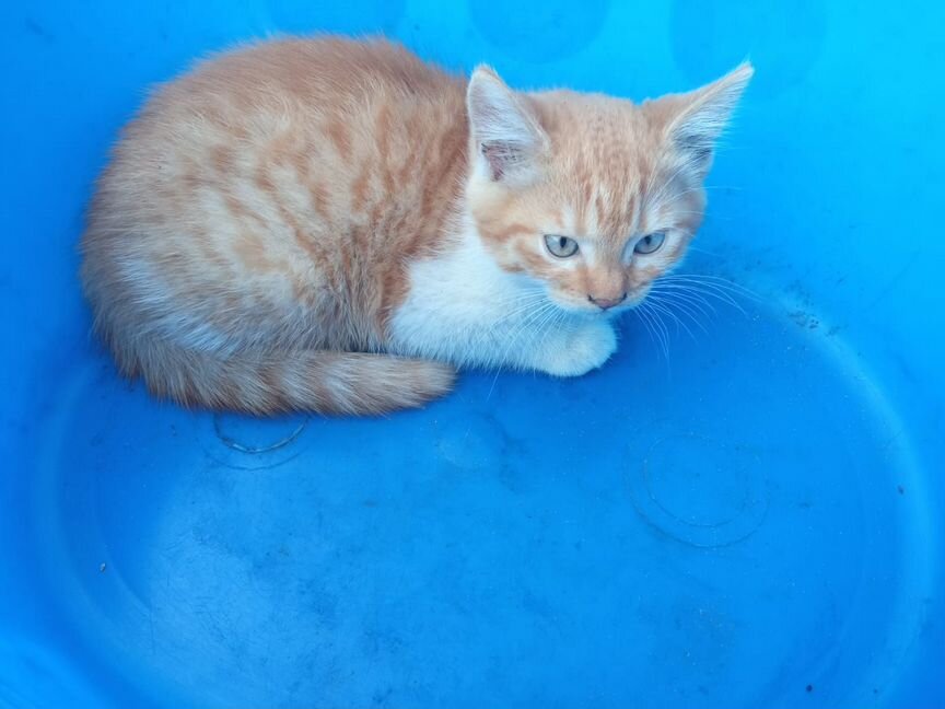 Продам котят британской кошки