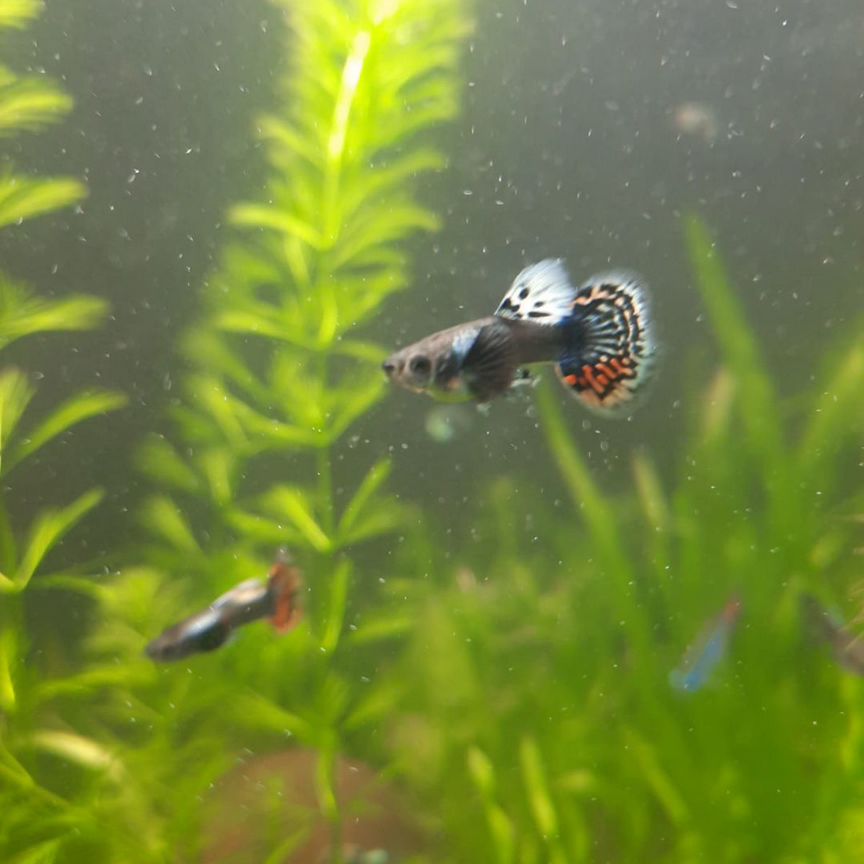 Гуппи Красная Мозаика