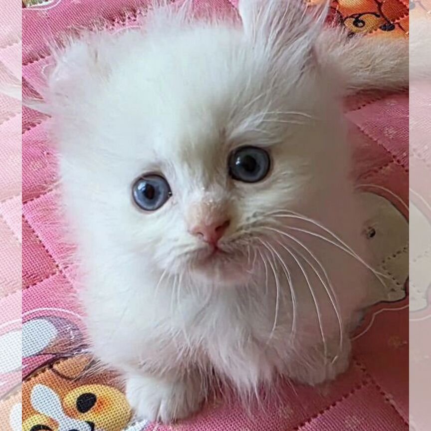 Манчкин котёнок