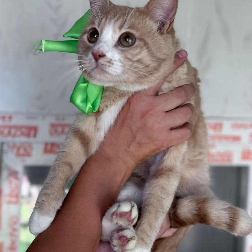 Котик Пупс скучает в приюте