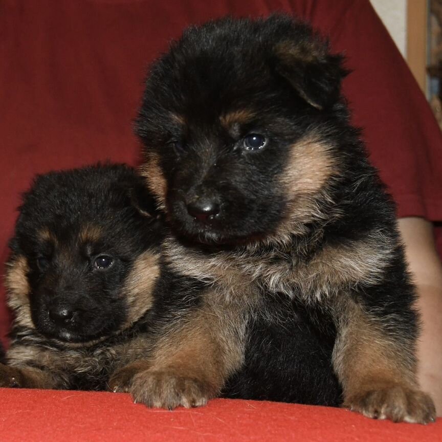 Немецкая овчарка, щенок