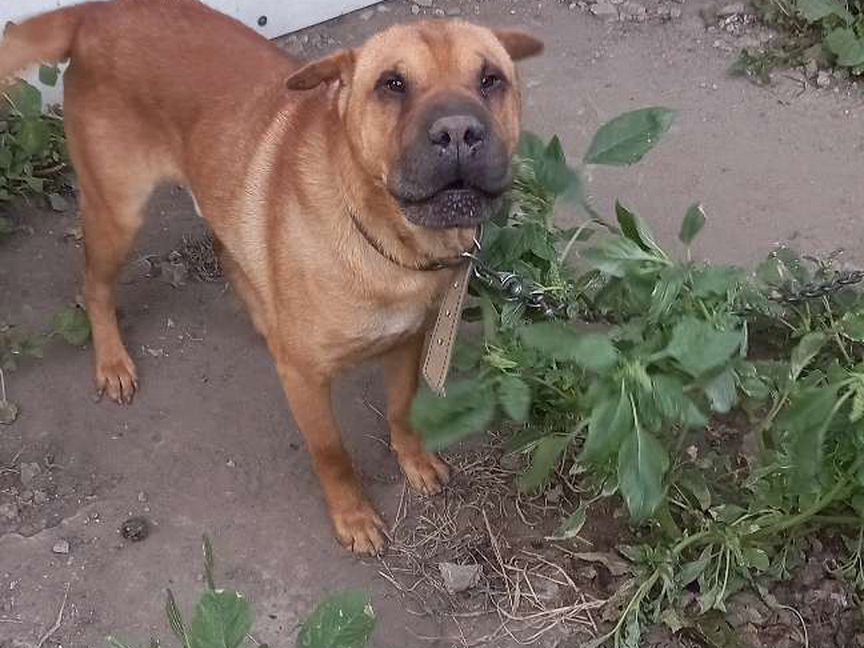 Собака в добрые руки